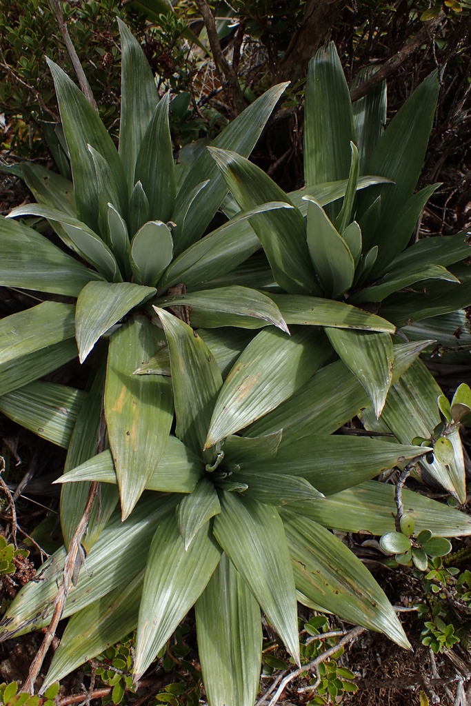 Large Mountain Daisy (Celmisia semicordata) - Botanical Realm