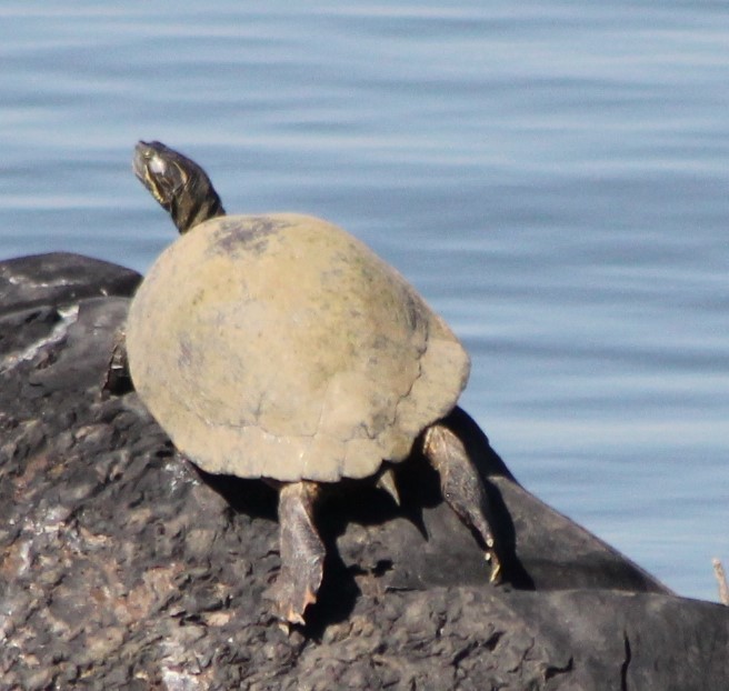 River Cooter from Grapevine, TX, USA on September 30, 2017 at 03:05 PM ...