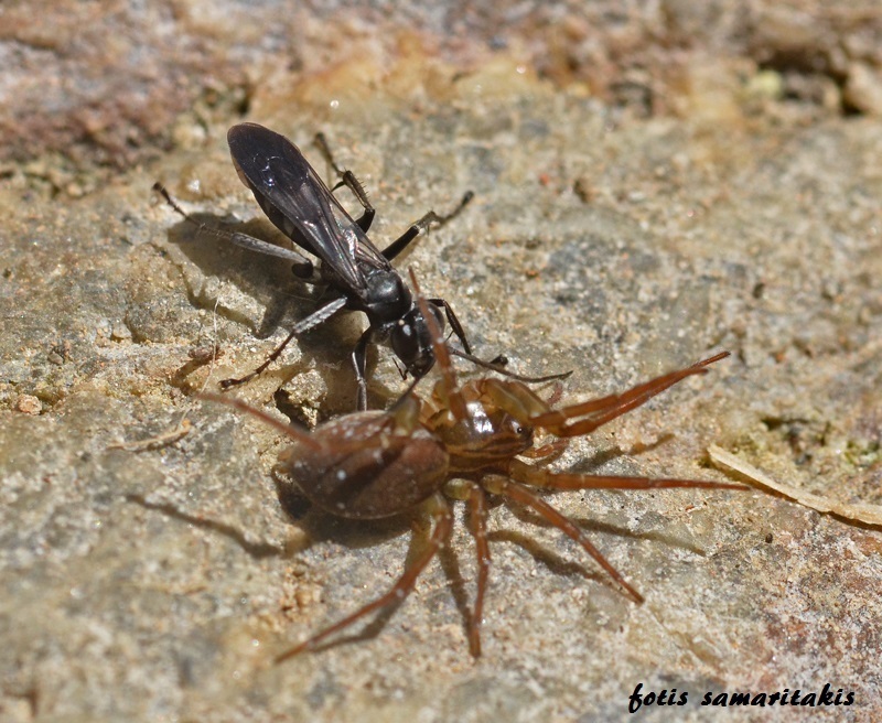 Pompilus cinereus from Κρήτη, Ελλάδα on July 20, 2016 at 11:29 AM by ...