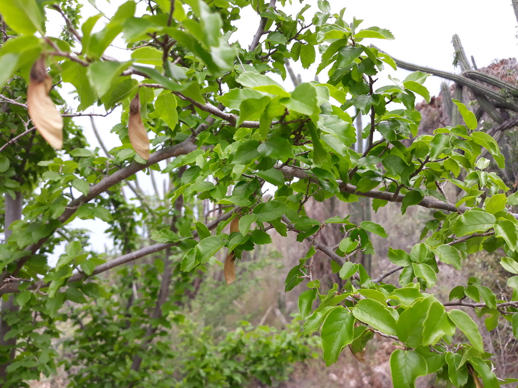Phyllostylon rhamnoides from Belle-Anse, Sud-Est, Haiti on May 31, 2019 ...