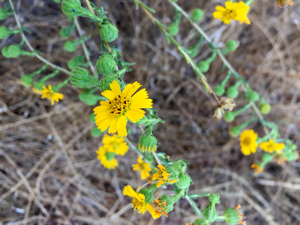 tecate tarplant (Deinandra floribunda) - Botanical Realm