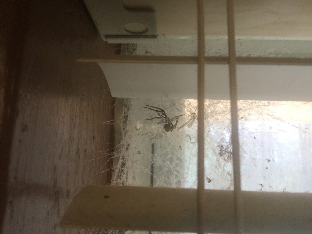 Typical Spiders from Sandtown Rd, Millbrook, AL, US on January 13, 2021 ...