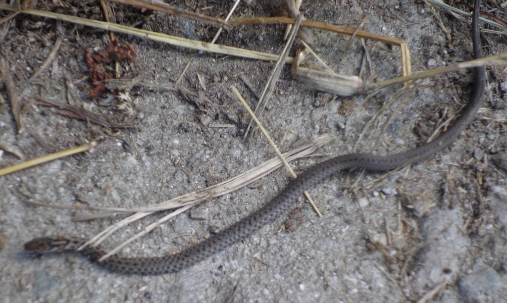 Himalayan Keelback from Uttarkashi, Uttarakhand, India on October 30 ...