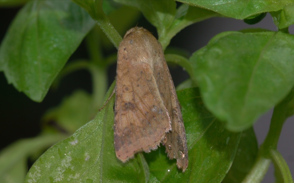 Cotton Bollworm Moth in August 2020 by Sam R · iNaturalist