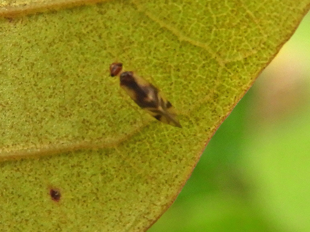 Psocomorpha from Eldoret, Kenya on October 19, 2020 at 10:00 AM by Mike ...