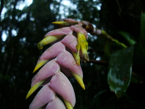 Vriesea guttata · iNaturalist