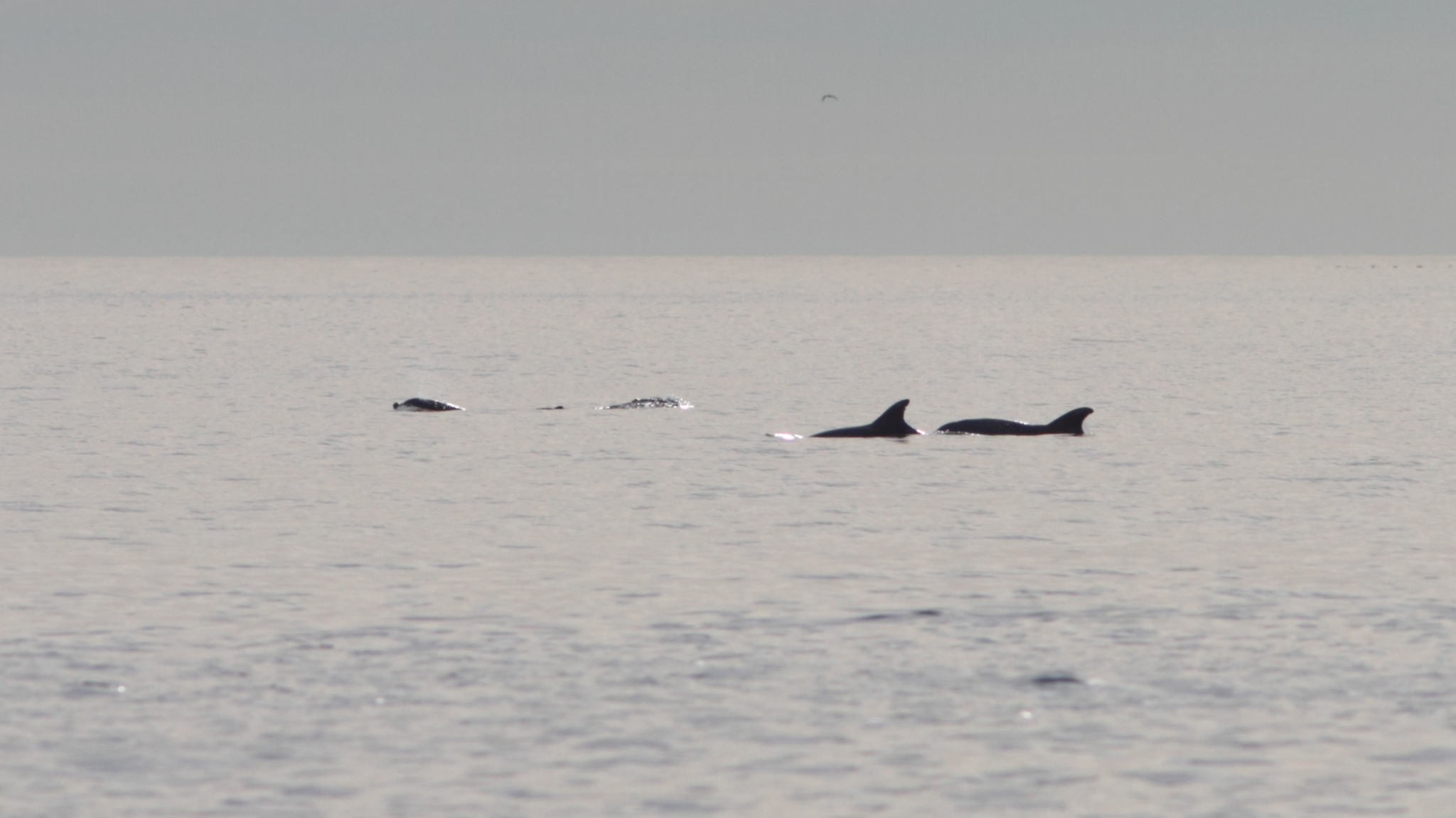 Tursiops truncatus ponticus Barabash-Nikiforov, 1940