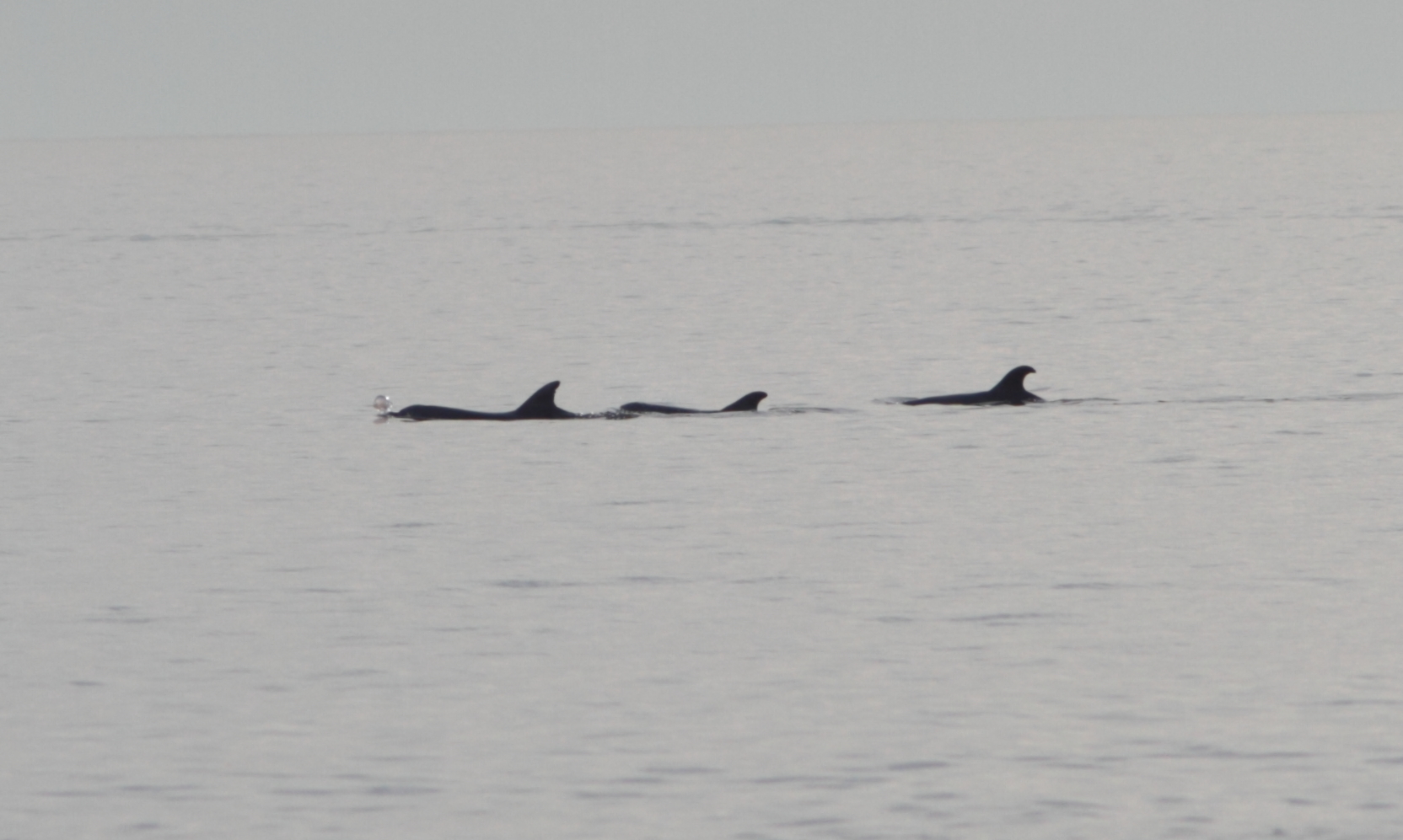 Tursiops truncatus ponticus Barabash-Nikiforov, 1940