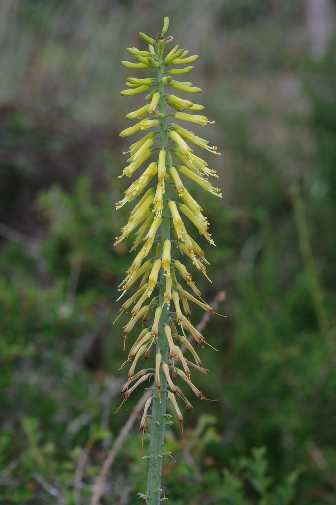 Deciduous Fence Aloe from Grahamstown to Fort Beaufort (R67) and on to ...