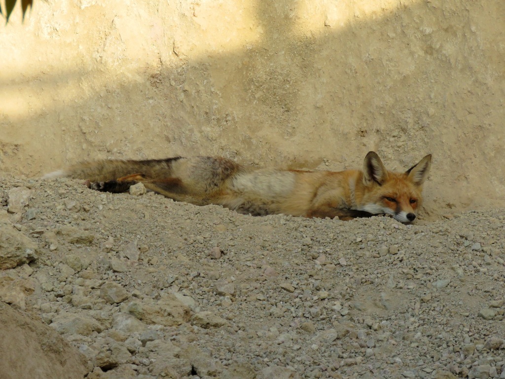 Turkmenian Red Fox (Vulpes vulpes flavescens) - Know Your Mammals