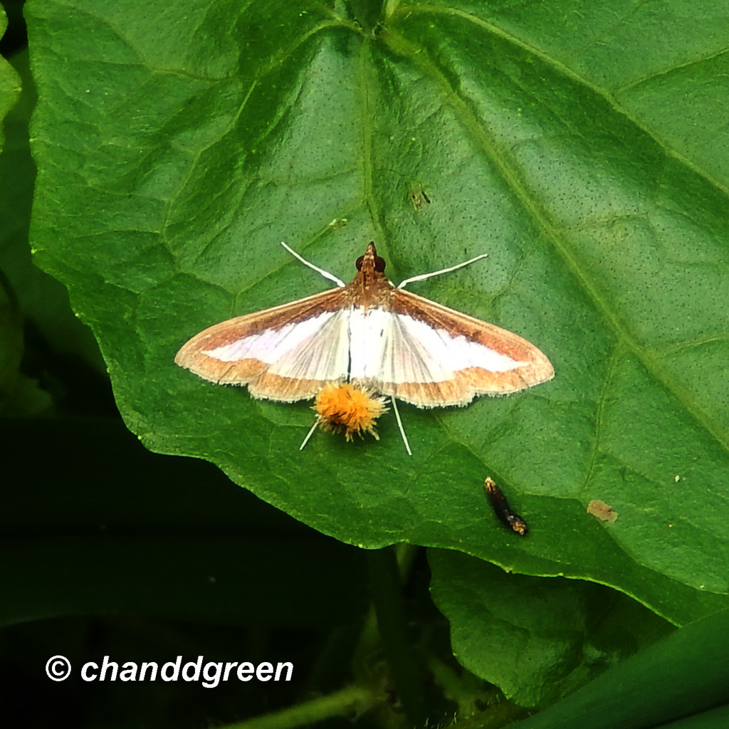 Cucumber Moth (Lepidoptera of the Sunshine Coast) · iNaturalist