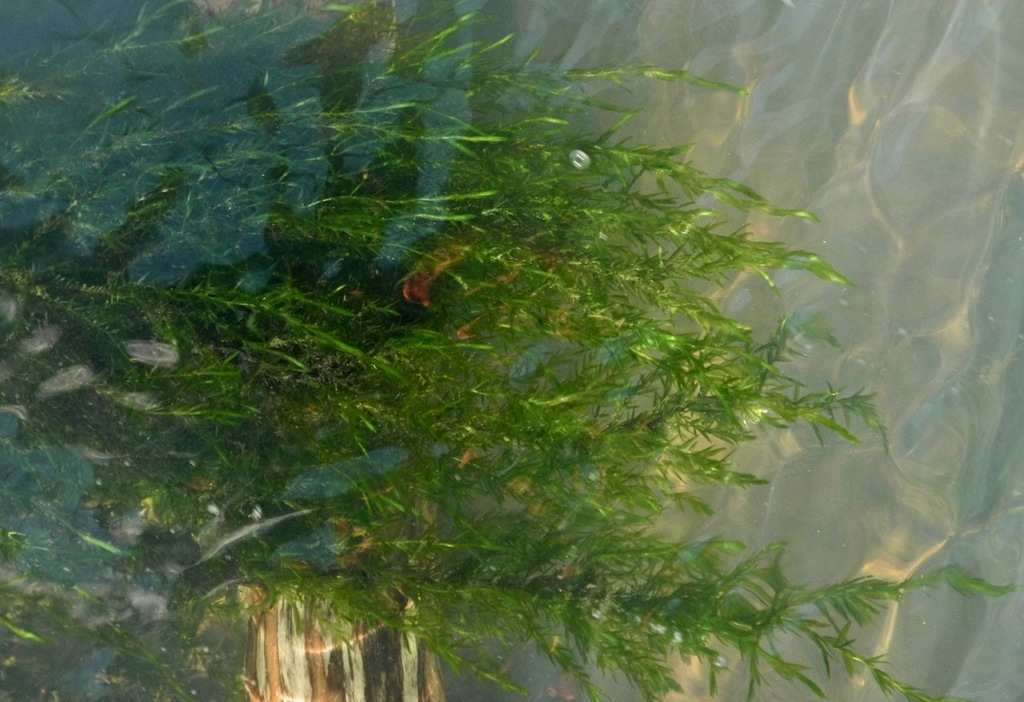 (Fontinalis dalecarlica) - Botanical Realm