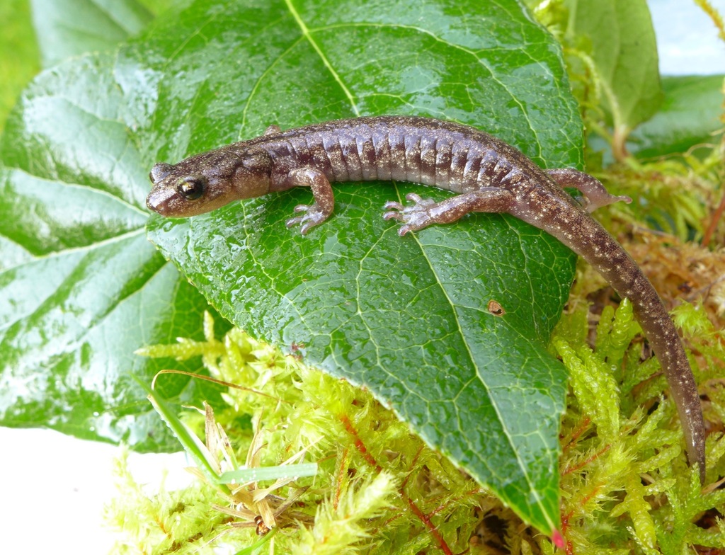 Wandering Salamander from Cowichan Valley, BC, Canada on April 6, 2016 ...