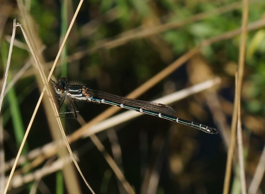 Cup Ringtail (Insects of Yalukit Willam Nature Reserve) · iNaturalist