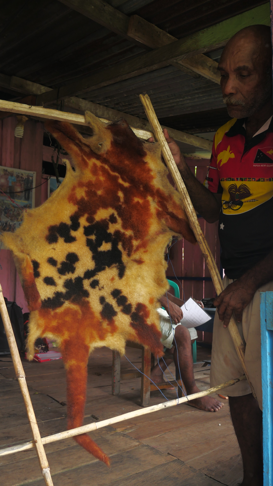 Spilocuscus rufoniger (Zimara, 1937)