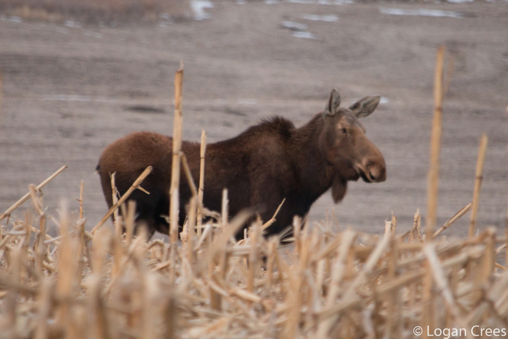 Moose in January 2021 by Logan Crees. A cool find. Once the individual ...