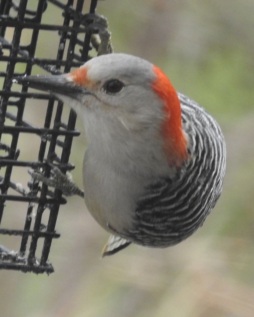Red-bellied Woodpecker from Preston, MD 21655, USA on January 4, 2021 ...