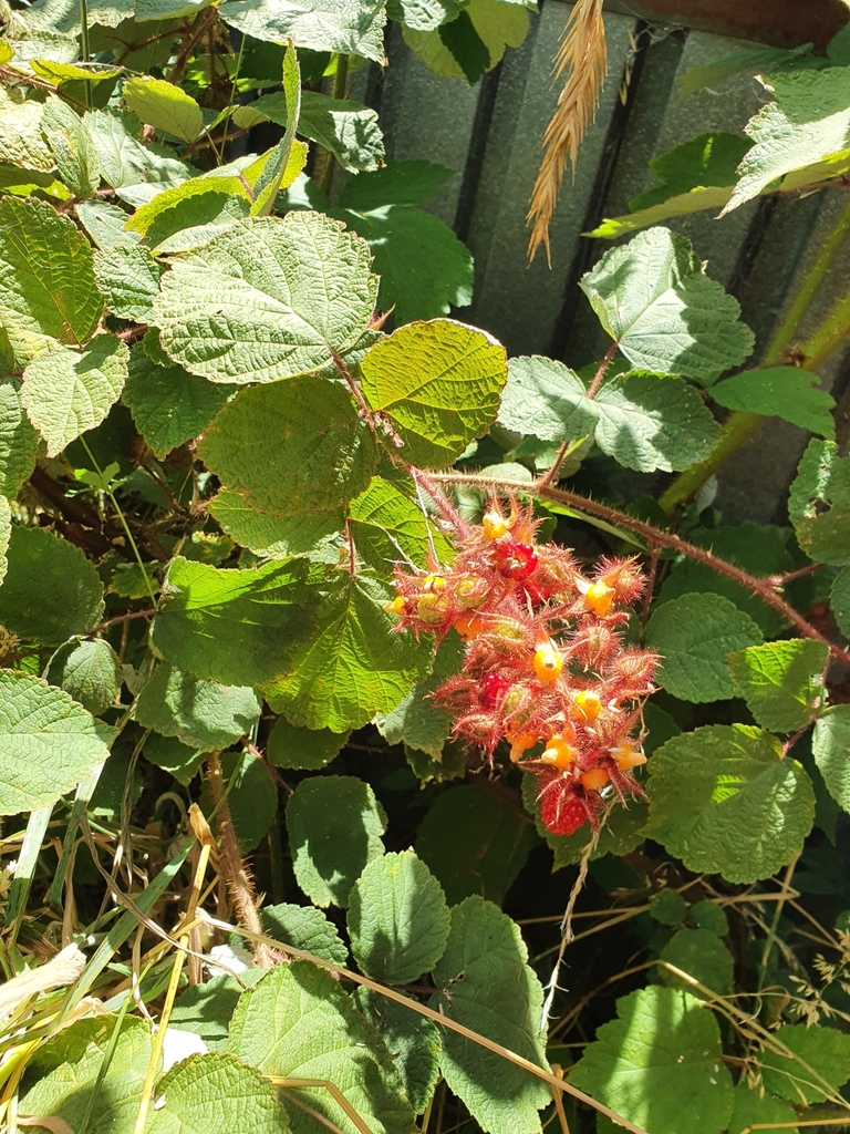 wineberry from Golden Bay on January 14, 2021 at 01:03 PM by ...
