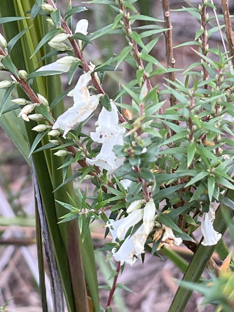 Common Heath from Melbourne VIC, Australia on January 14, 2021 at 08:18 ...