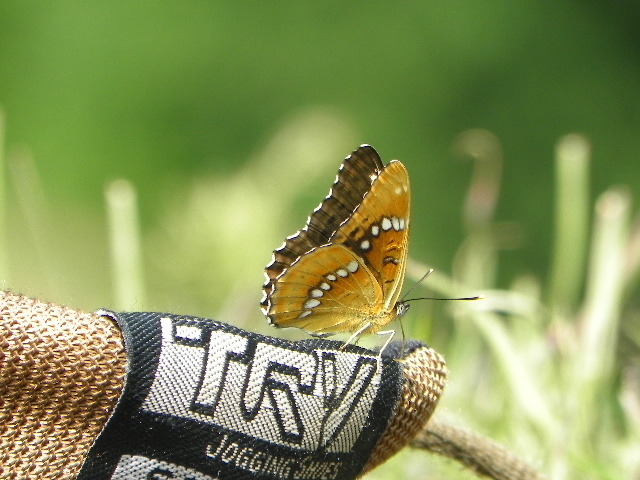 Limenitis from Ganderbal, IN-JK, IN on June 23, 2011 at 12:18 PM by ...