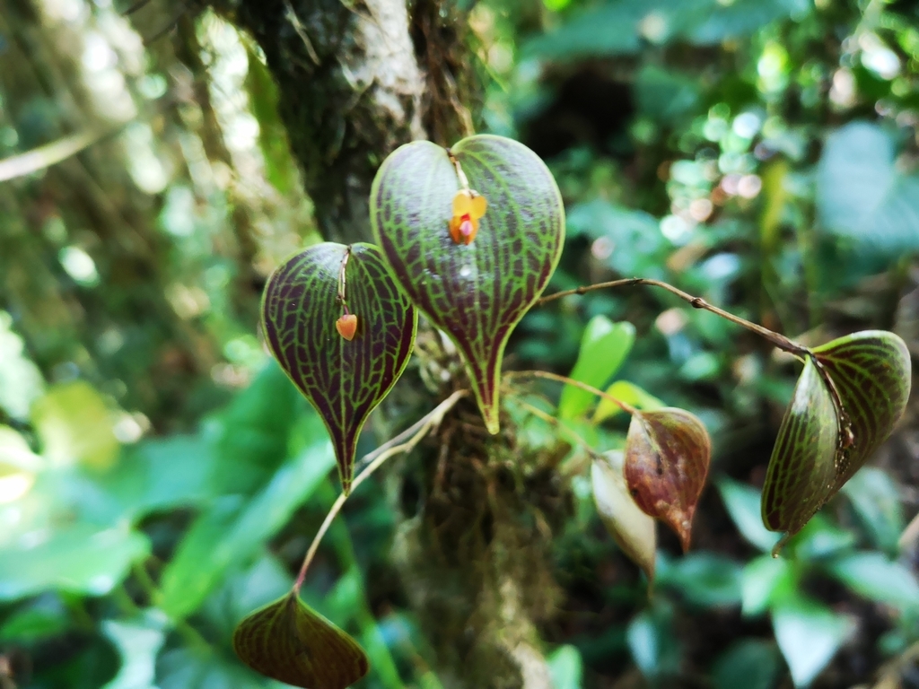 Lepanthes mystax (Orchids of Costa Rica; Orquídeas de Costa Rica ...