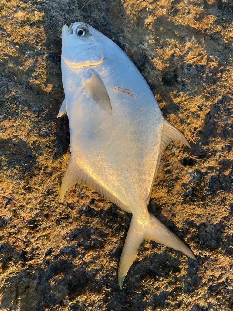 Florida Pompano from South Padre Island, South Padre Island, TX, US on ...