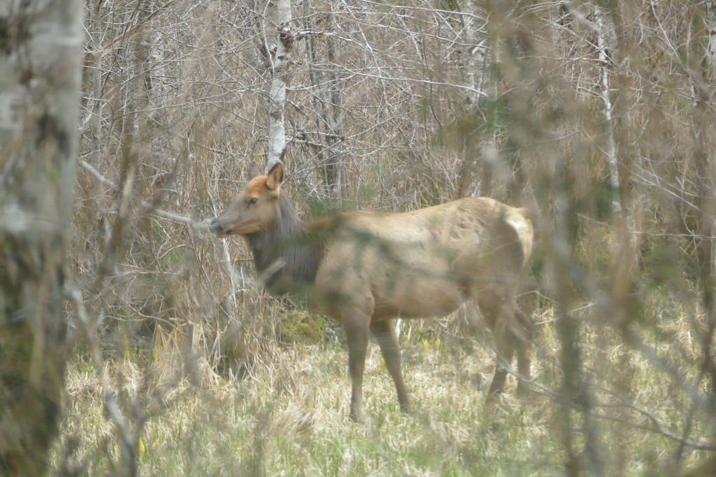 Roosevelt Elk from Strathcona, BC, Canada on April 12, 2019 at 05:30 PM ...