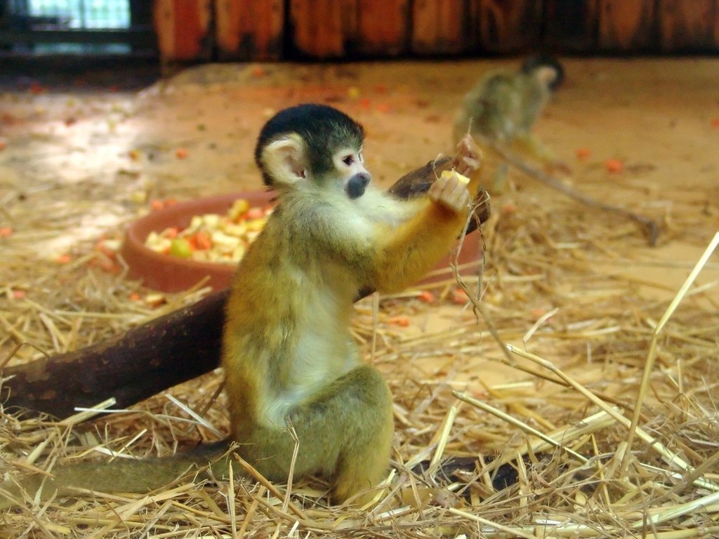 Black-capped Squirrel Monkey (Saimiri boliviensis) - Know Your Mammals