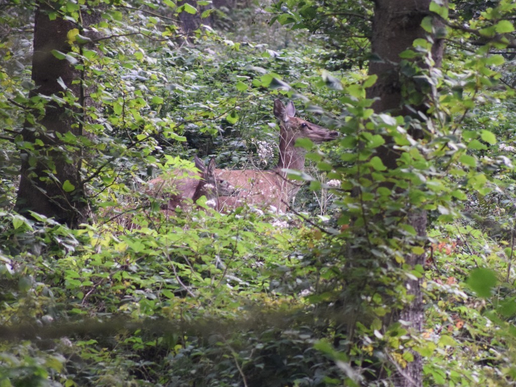 European Red Deer from Vogelsang, Nationalpark Eifel NP-5304-001 on ...