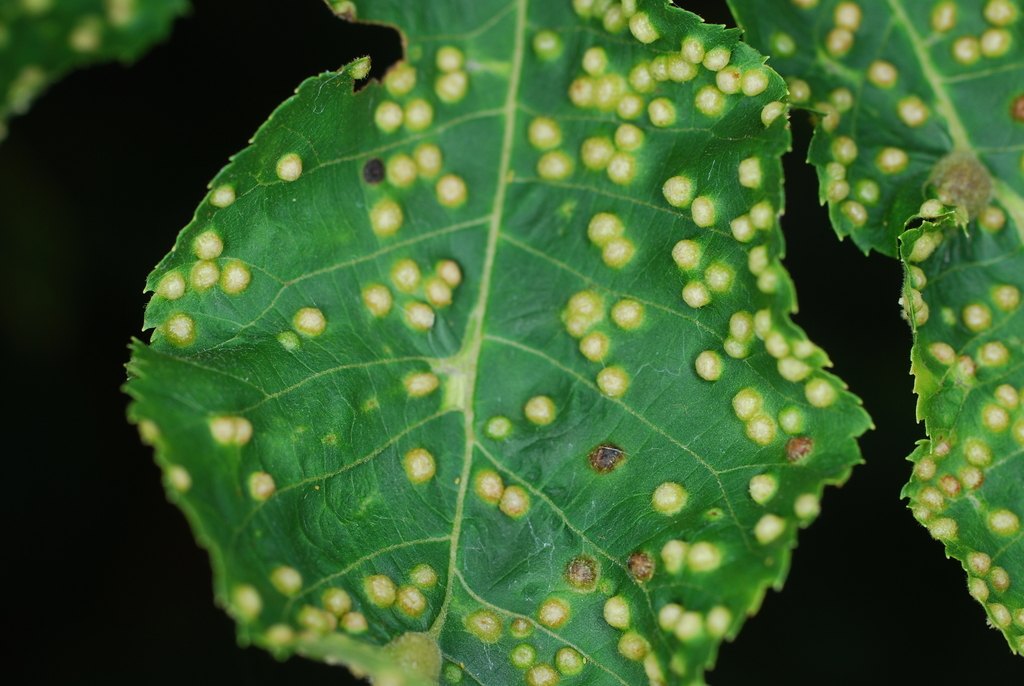 Phylloxera caryaesemen from Hull - Val-Tétreau, Gatineau, QC, Canada on ...