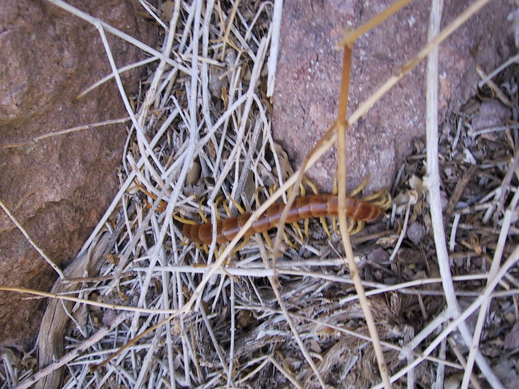 Giant Desert Centipede from Yuma County, AZ, USA on November 5, 2000 at ...