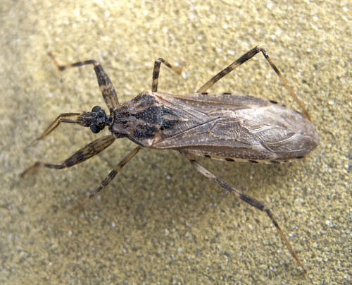 Oncocephalus squalidus · iNaturalist