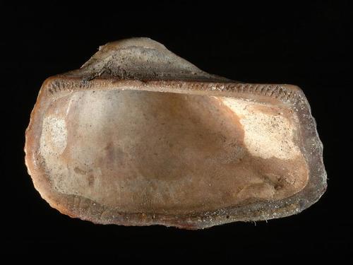 Tetrarca tetragona · iNaturalist