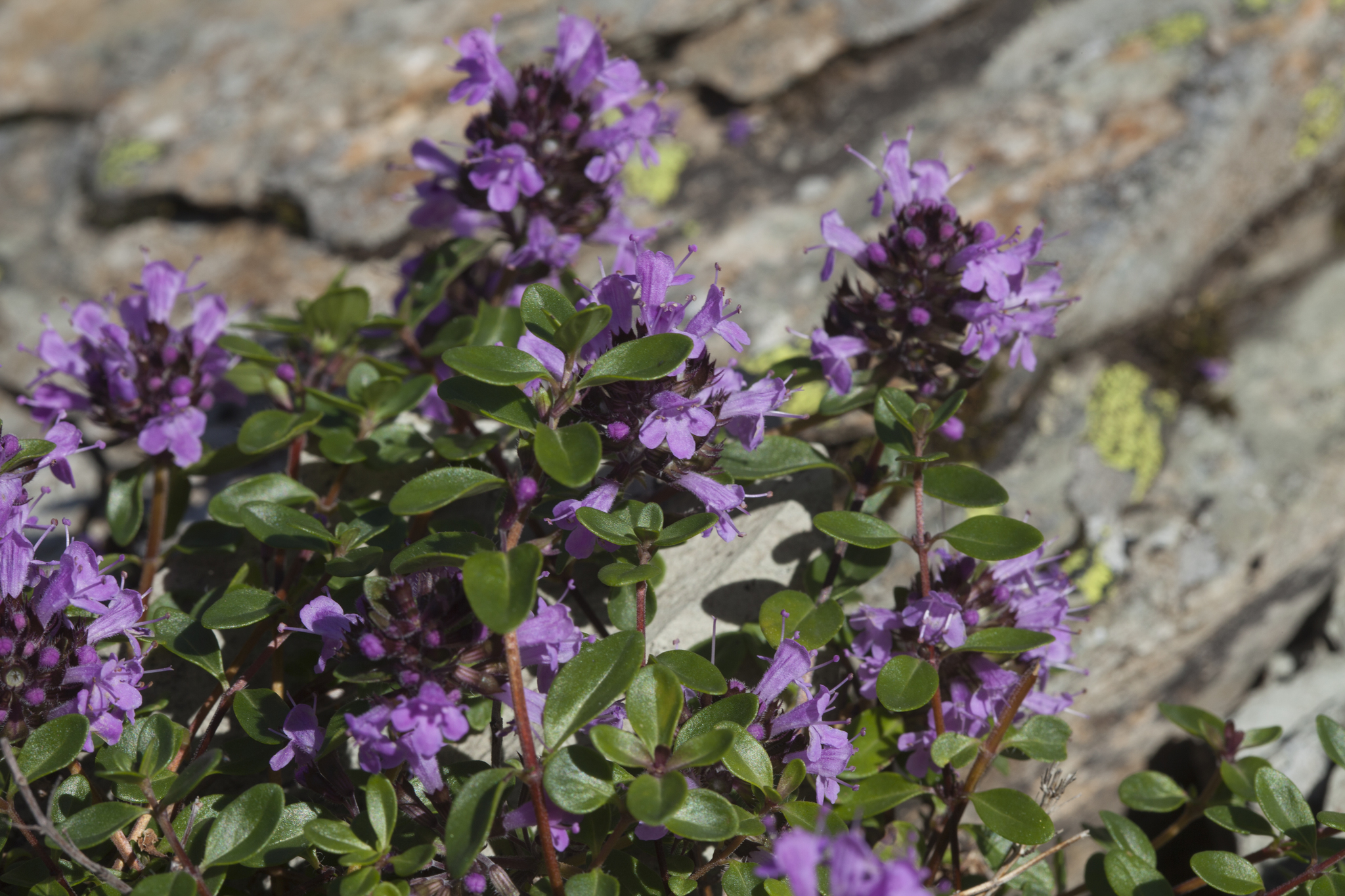 Thymus nummularius M.Bieb.