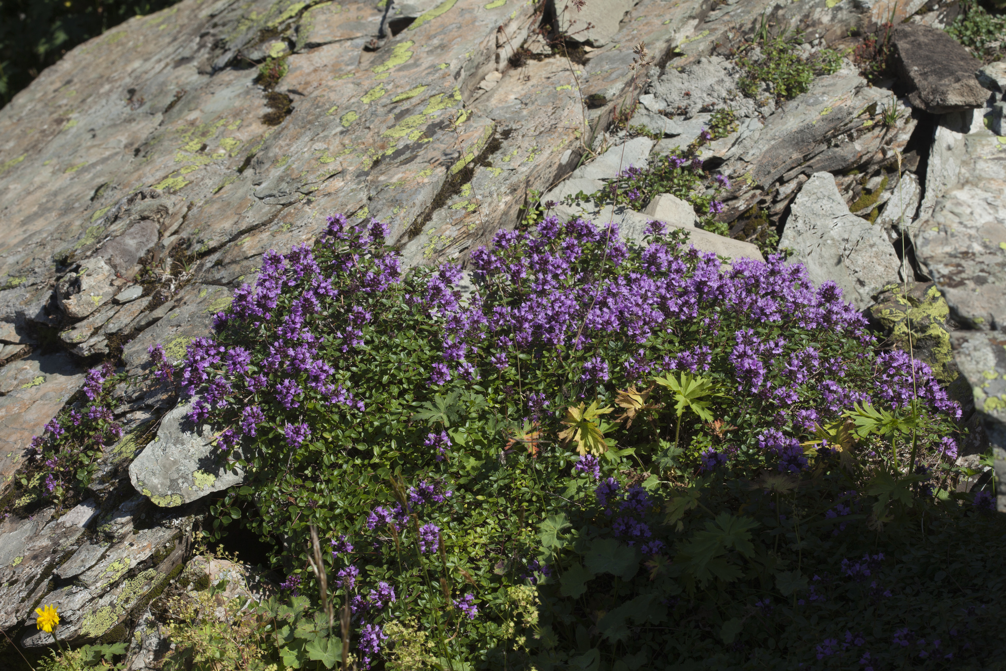 Thymus nummularius M.Bieb.