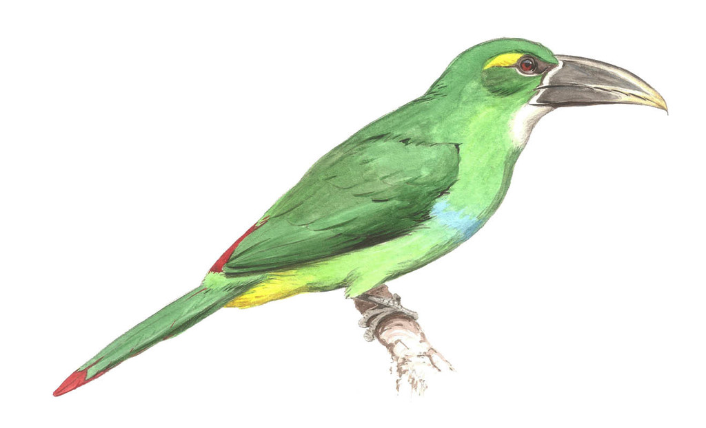 Green Toucanets (Aulacorhynchus) - Avian Discovery