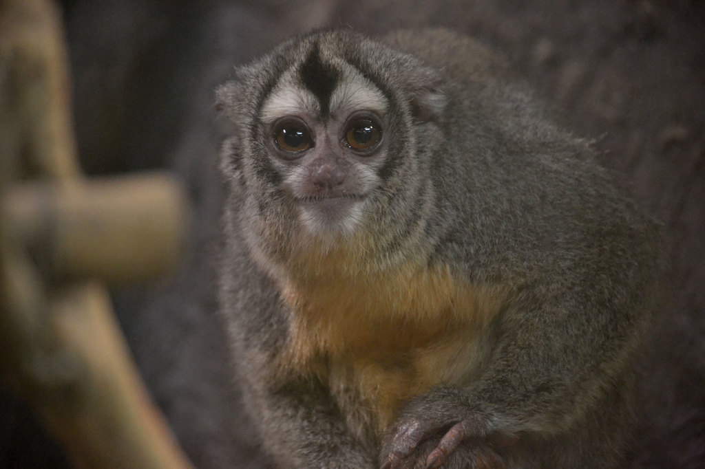 Night Monkeys (Aotus) - Know Your Mammals