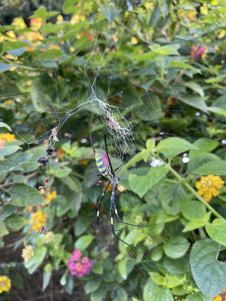 Joro Spider from 大屯高爾夫球場, Tamsui, TW on January 14, 2021 at 07:36 AM by ...