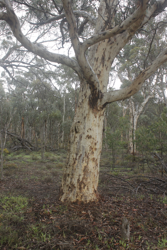wandoo (Eucalyptus wandoo) - Botanical Realm