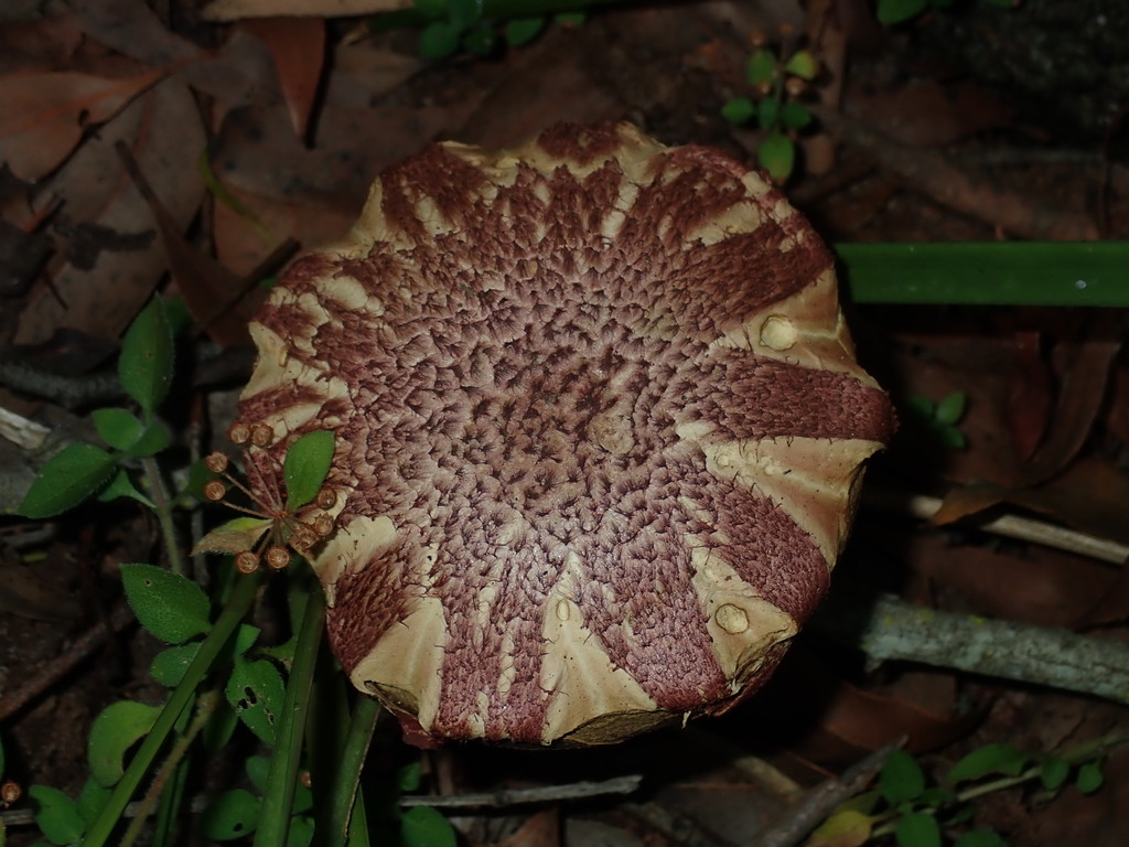 Boletellus from Grants Beach NSW 2445, Australia on January 14, 2021 at ...