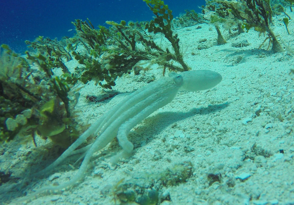 Atlantic Longarm Octopus from Cozumel, Quintana Roo, Mexico on August 2 ...