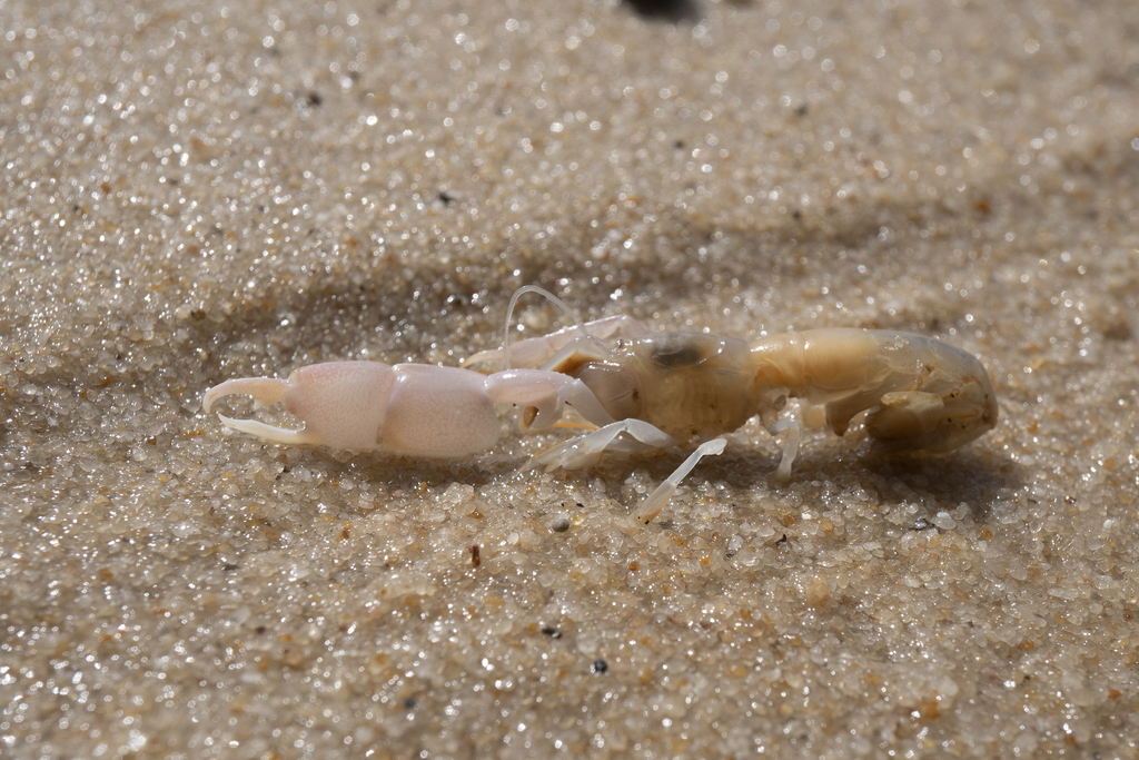 Bass Yabby (Marine invertebrates of Randwick costal area: Coogee and ...