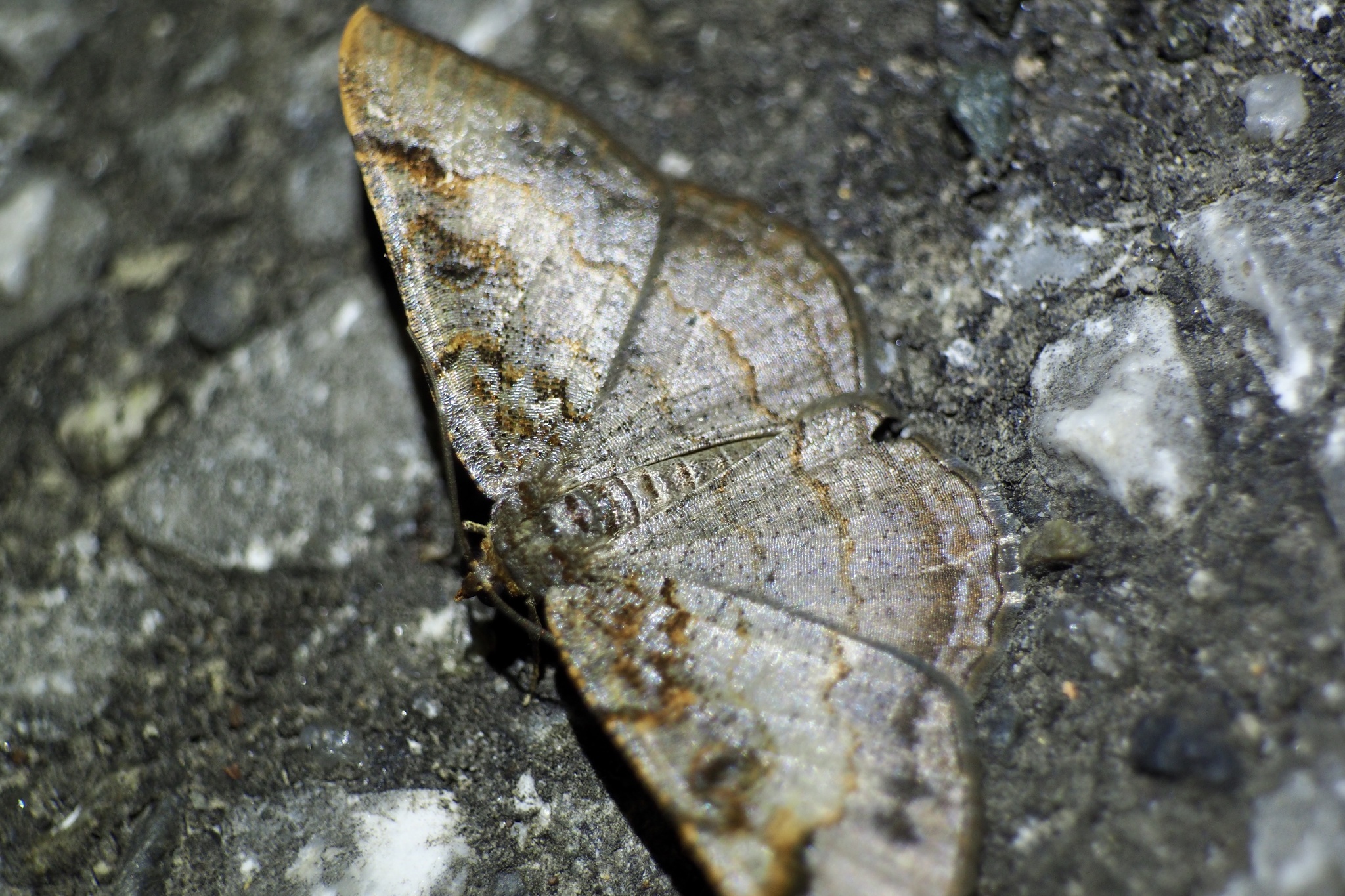 Hypephyra terrosa Butler, 1889