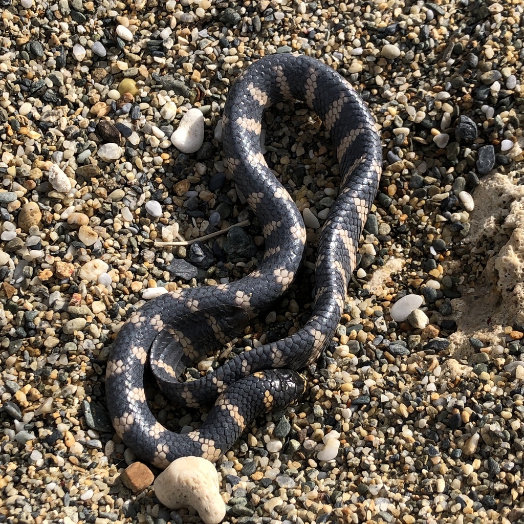 Ijima's Sea Snake from 国道58号, 国頭郡国頭村, 沖縄県, JP on January 14, 2021 at 10 ...