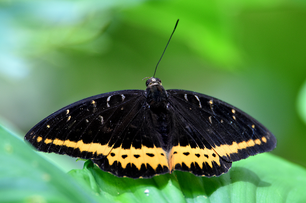 Orange Archduke from Valencia, Negros Oriental, Philippines on February ...