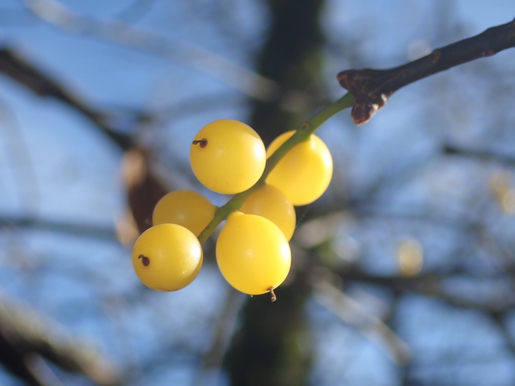 (Loranthus) - Botanical Realm