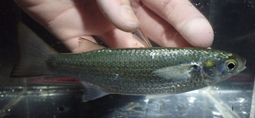 Round-headed Mullet (Osteomugil cunnesius) · iNaturalist