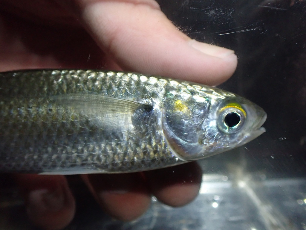 Round-headed Mullet (Moolgarda cunnesius) - Marine Life Identification