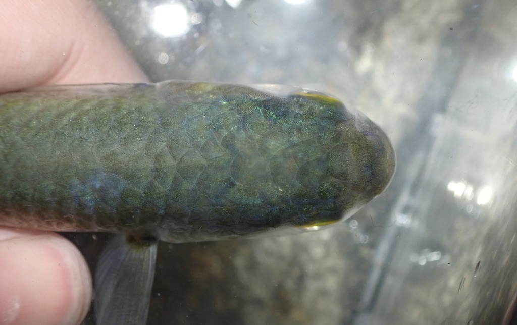 Round-headed Mullet (Moolgarda cunnesius) - Marine Life Identification