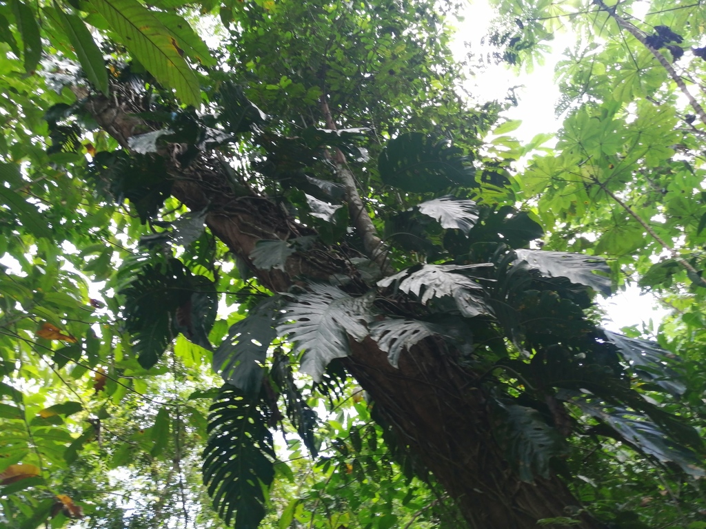 shingles plant from Puntarenas Province, Costa Rica on January 12, 2021 ...